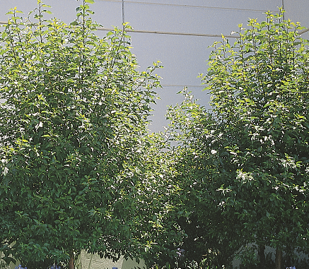Yunnan Poplar