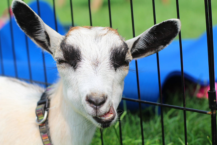 Farm animal petting zoo | Triple C Farm | Ancaster, Ontario
