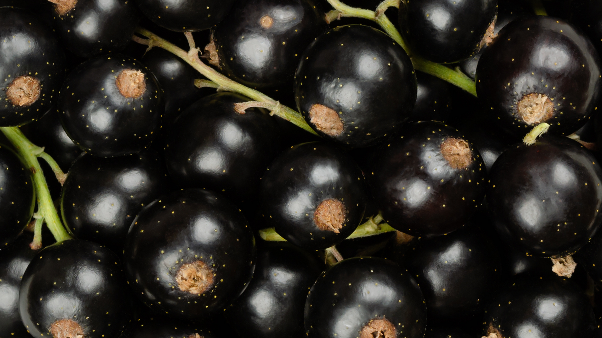 is black currant poisonous