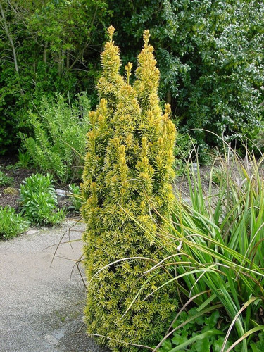 Taxus Baccata Standishii Golden Column Yew Tree (60cm)Taxus Baccata ...