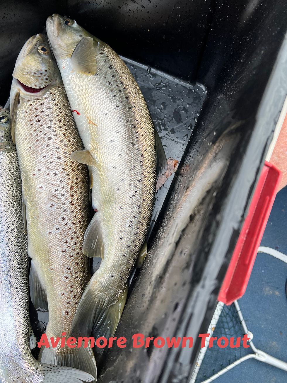 The Best Dam Fishing