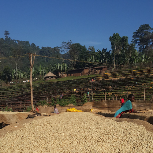 Ethiopia Natural (Dry) Process | Badbeards Coffee