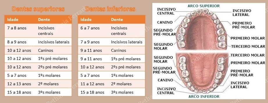 Cronologia da dentição mista
