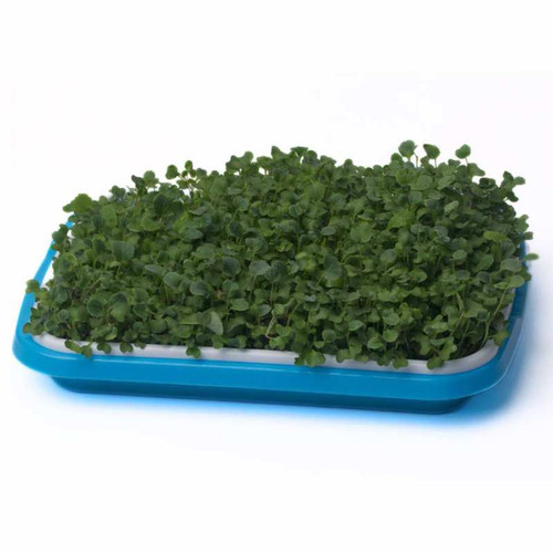 Complete MicroGreens Sprout Set | The Greenery