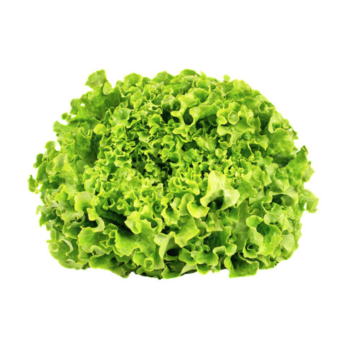 Olmetie by Rijk Zwaan | Upscale Green Batavia Pelletized Lettuce Seeds ...