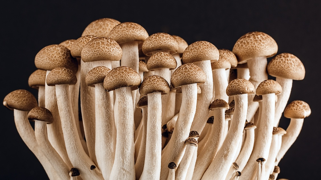 Types of Mushrooms Easy to Grow: Cultivation Tips and Nutrient Needs