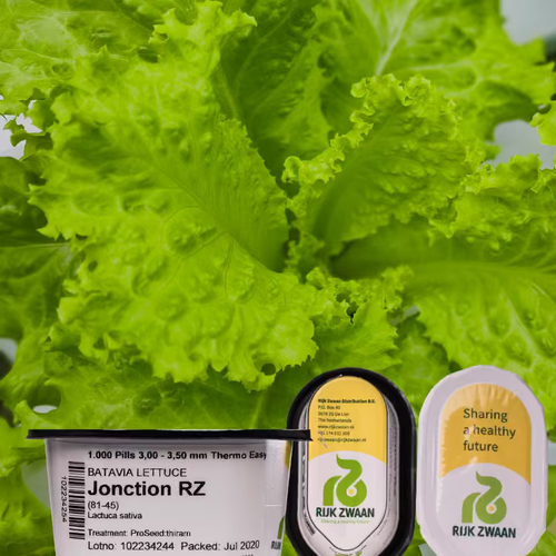 Jonction Green Batavia | Lettuce Seeds | by Rijk Zwaan | 1,000 Pills ...