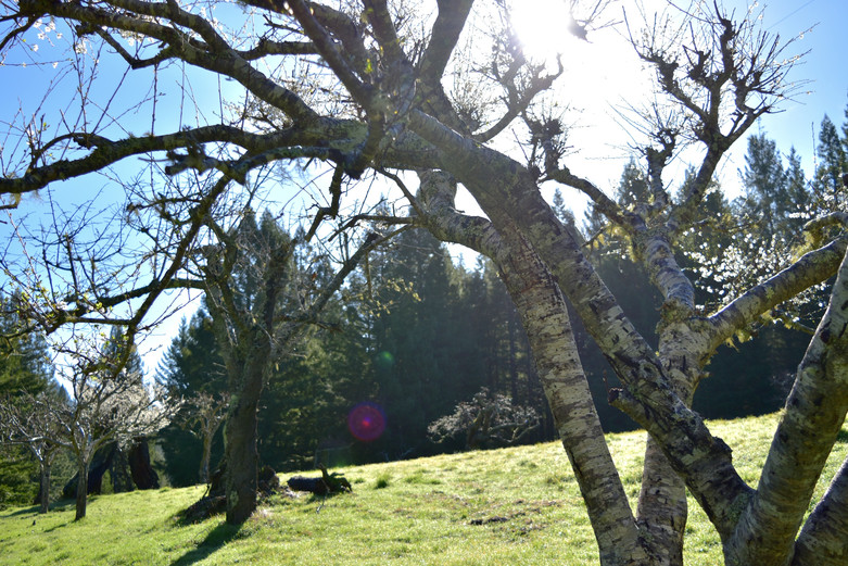 Home | Antioch Ranch