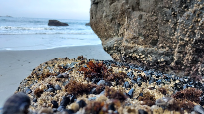 Mendocino | Antioch Ranch Vacation Rentals