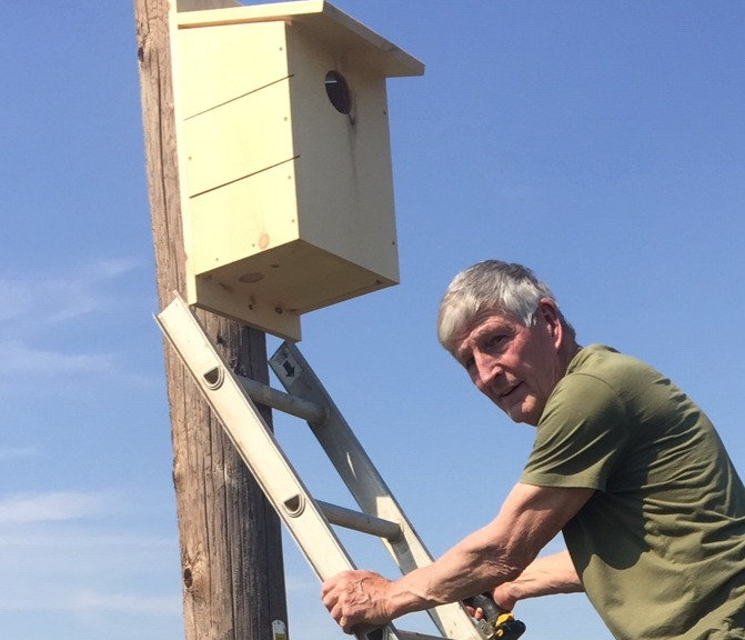 American Kestrel Monitoring in Clarke and Frederick Counties, VA