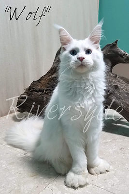 Our Male Maine Coons | Riversyde Maine Coons & Bengals