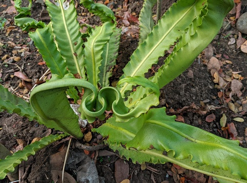 Asplenium scolopendrium 'Angustatum' | Up to 50% Less | Urban Plot