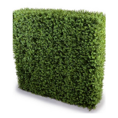 Square Boxwood Hedge | beachview1
