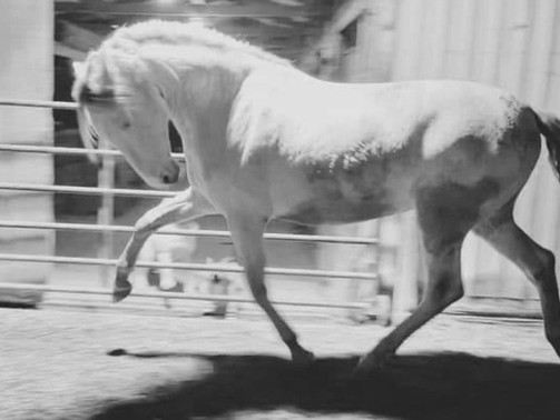 Andalusian Horses For Sale | Western Gailes Ranch