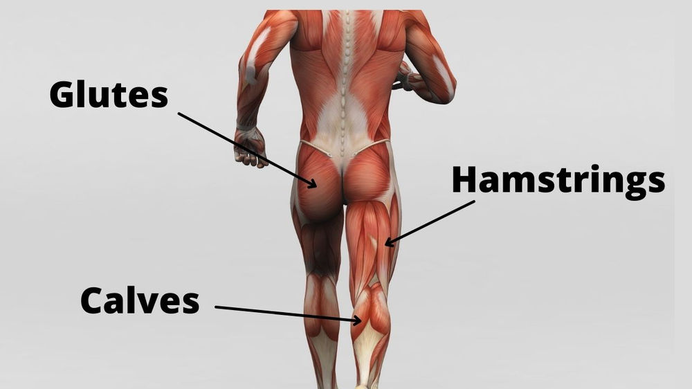 Muscle Back Of Leg Name Pain And How To Train Muscle Back Of Leg Name Pain And How To Train