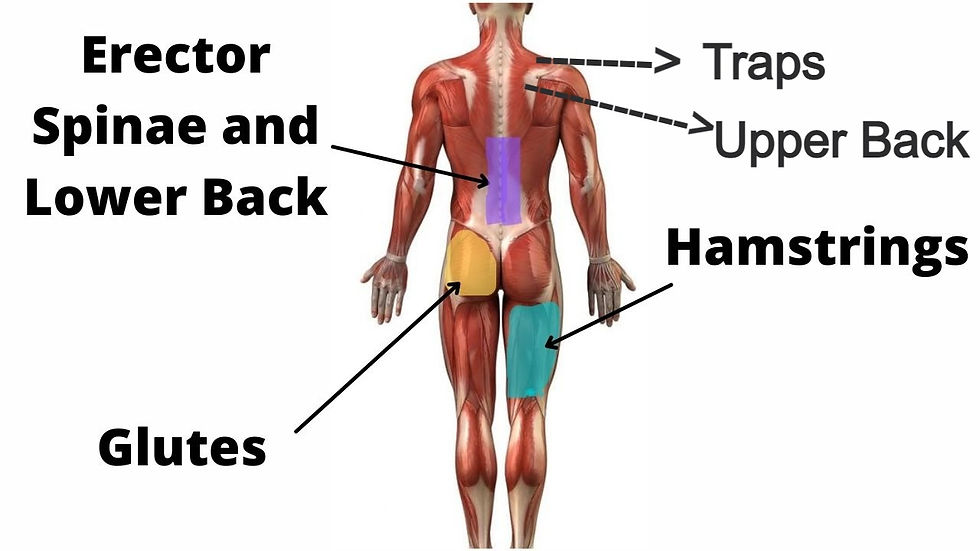 Muscle Clean: Complete Guide