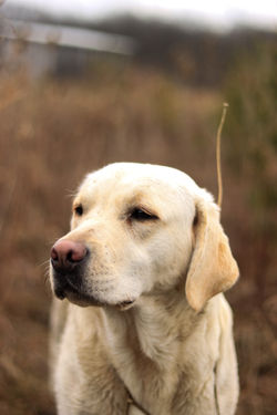Meadowleaf Labradors | Ontario | Labrador Puppies