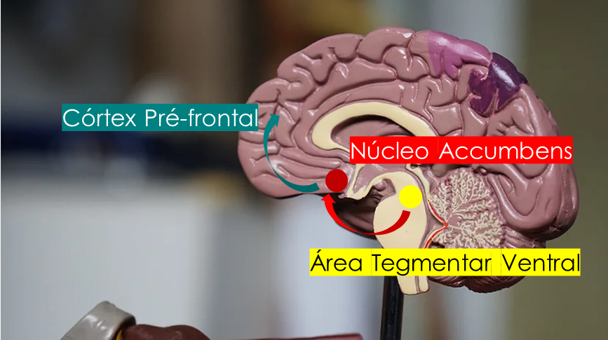 O Sistema de Recompensa do Cérebro e a Aprendizagem