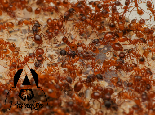 Ants | The one and only place to buy your lovely new pets.