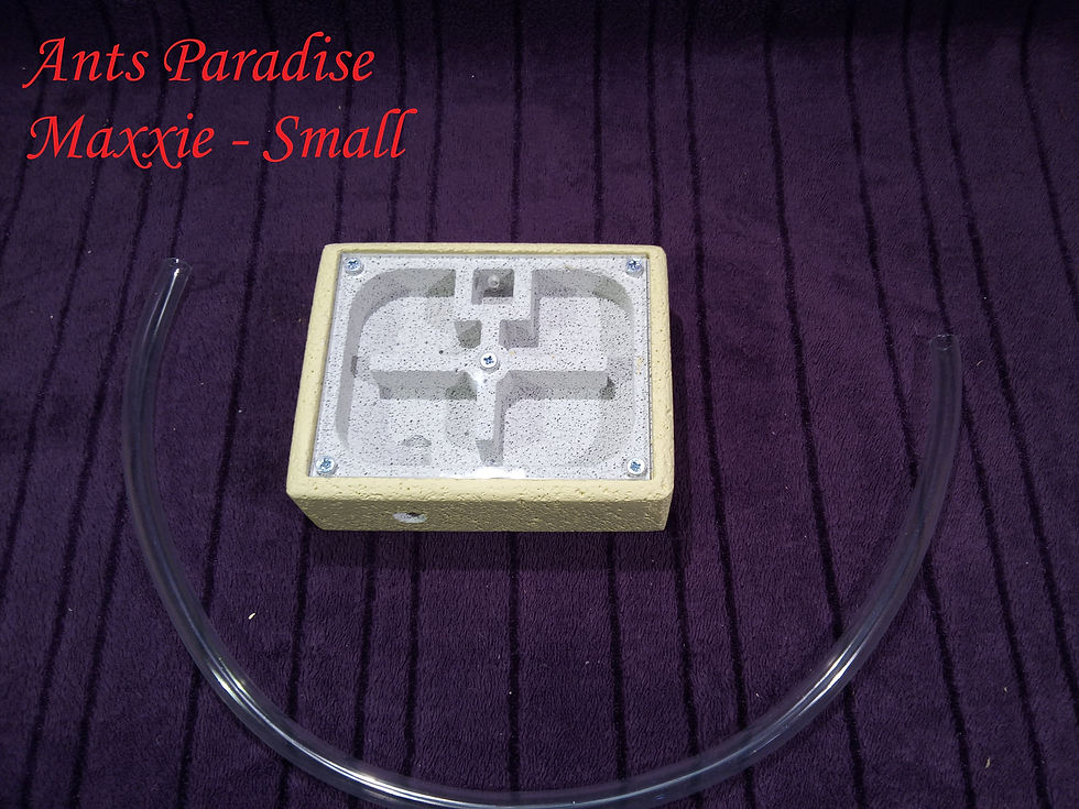 Formicariums - Give your ants a lovely home.