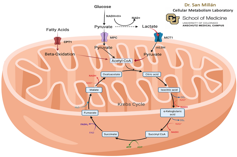Understanding Mitochondrial Respiration