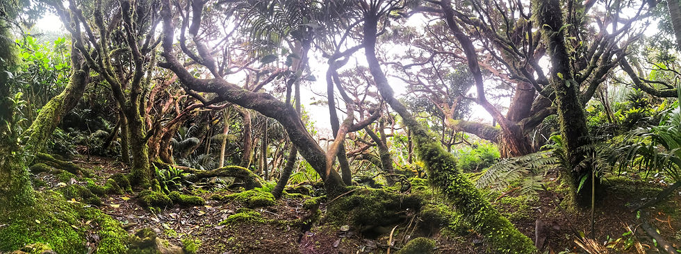 Why Snails? | Isabel