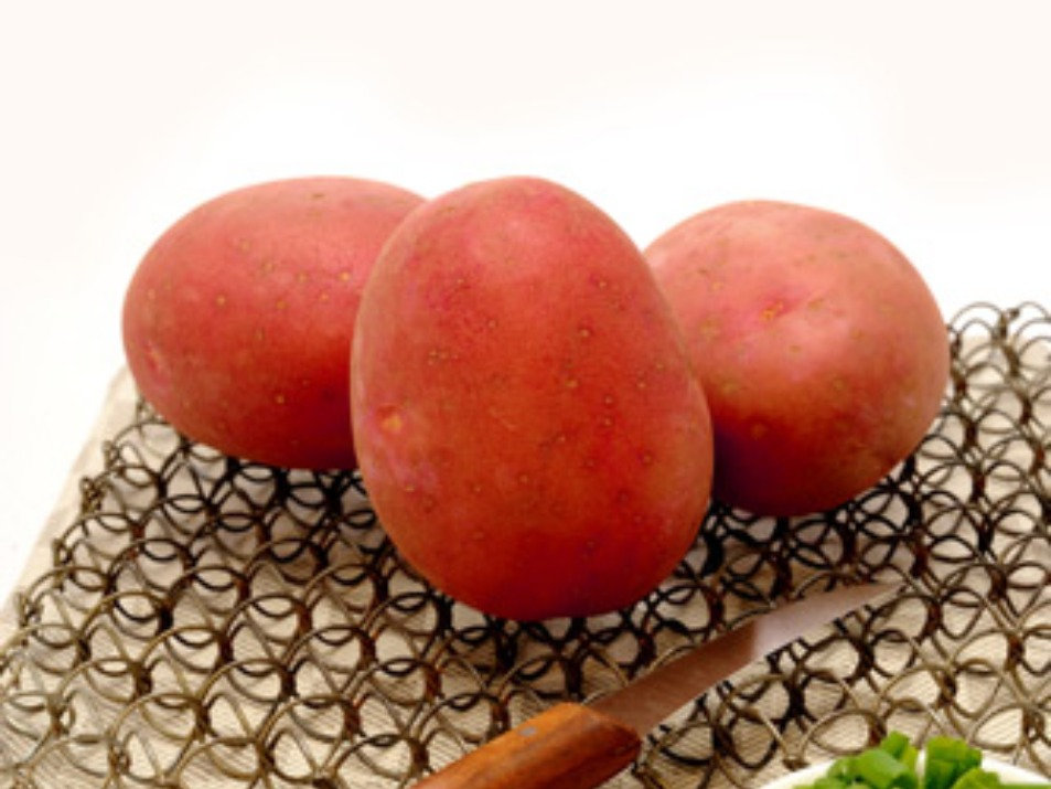 SEED | Variedades de batata semente