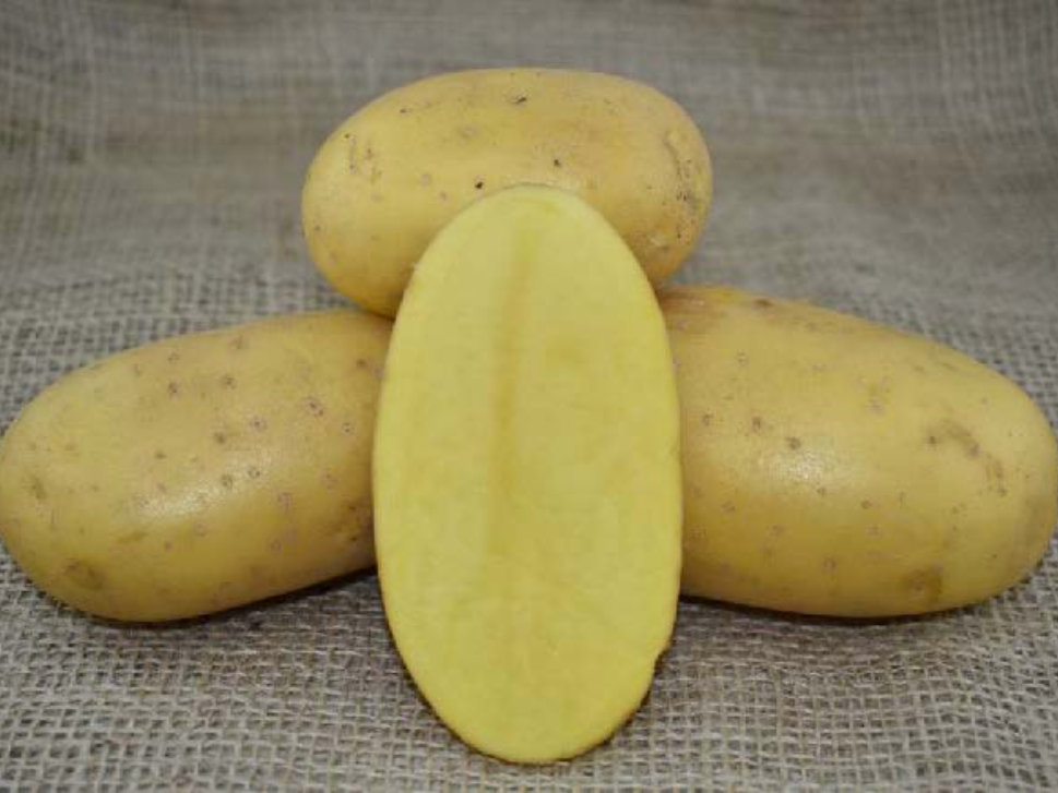 SEED | Variedades de batata semente