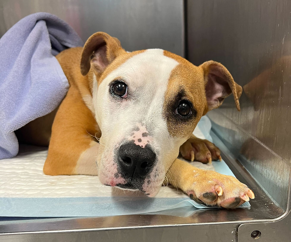 Canine Parvovirus Monoclonal Antibody Treatment, now available at ...