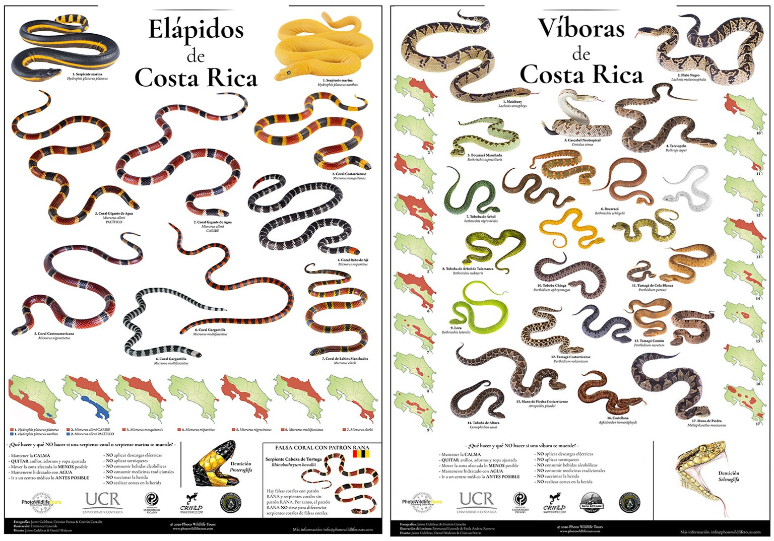 Póster Vipéridos y Elapidae / | Costa Rica Herping Tours