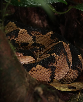 black headed bushmaster