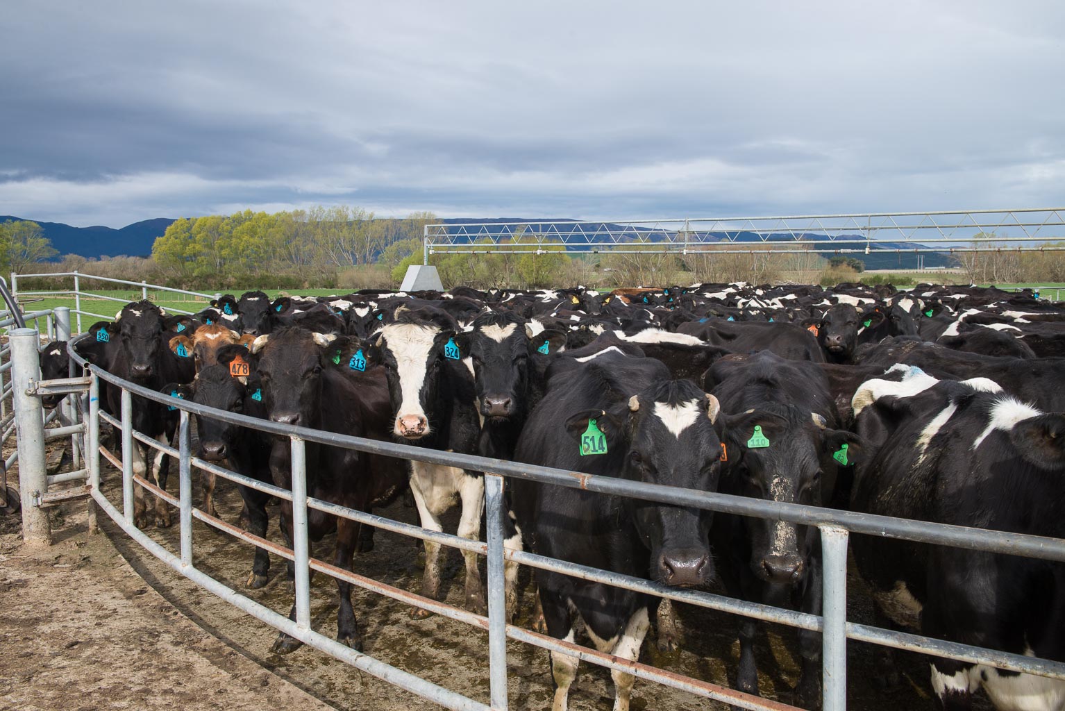 White River Dairies | Farm