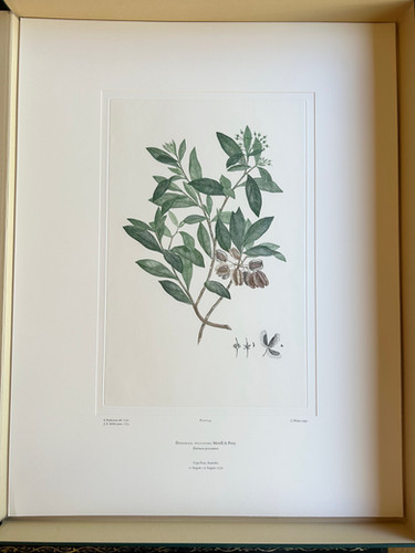 Banks' Florilegium Plate 45 DODONAEA POLYANDRA (SAPINDACEAE ...