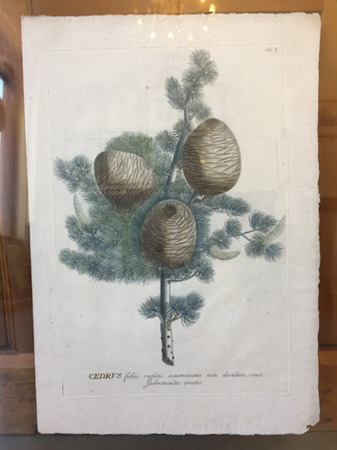 Cedrus (Cedar) Tab 1 | FlorilegiumGallery