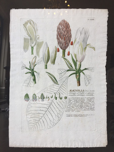 Magnolia Tab 63 | FlorilegiumGallery