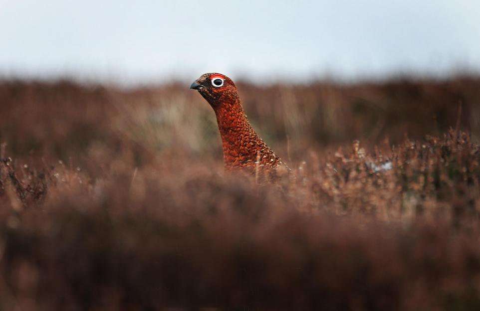 Rural Crime Alert - Three Middlesbrough men receive fine for poaching ...