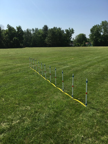 Weave Poles set of 12 | TheDogAgilityShop