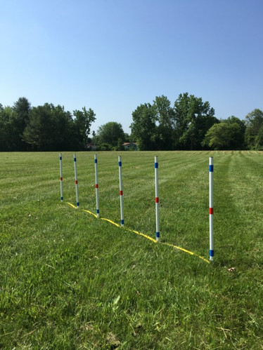 Weave Poles Set of Six - Dog Agility Training | The Dog Agility Shop
