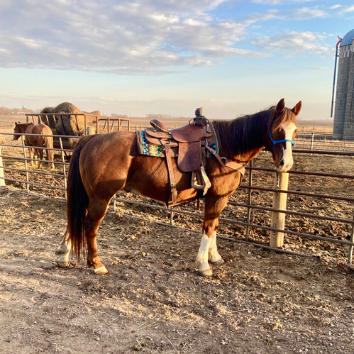 🤎FRENCHMAN🤎 | Reurink Horses