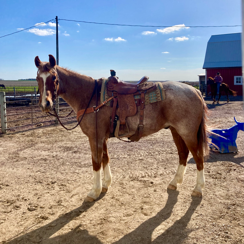 “RAWHIDE” | Reurink Horses