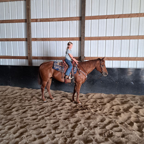 “KAYLA” | Reurink Horses