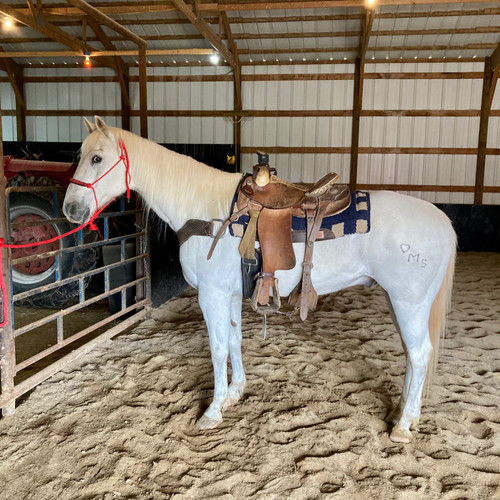 “GOOSE” | Reurink Horses