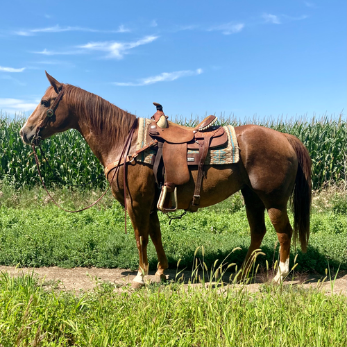 “AMANDA” | Reurink Horses