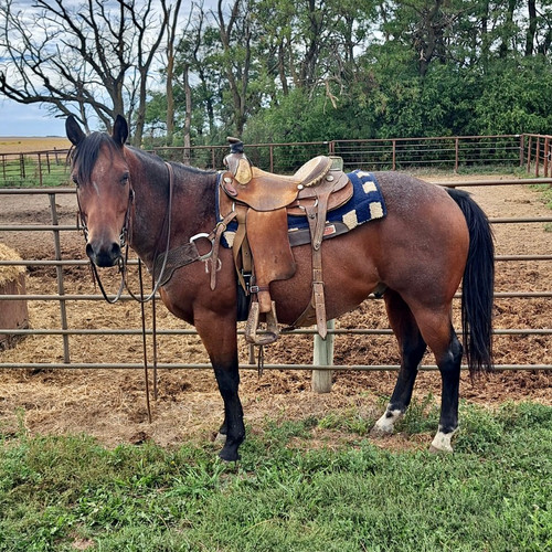 “BLANTON” | Reurink Horses