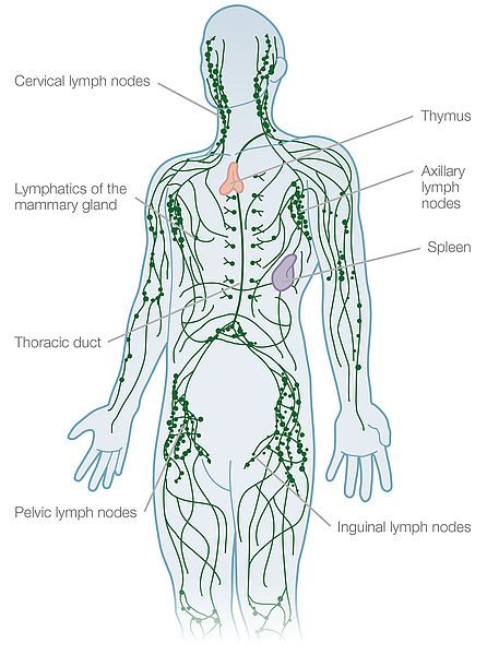 The Lymph System and Skin Health