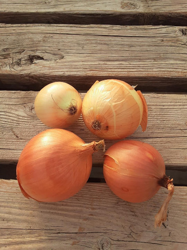Yellow Onions (per lb) | Warner's Produce
