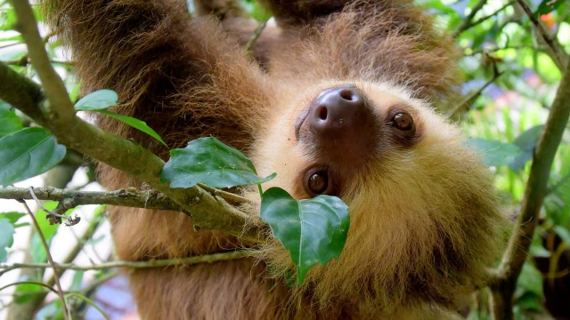 A SLOTH’S GUIDE TO MENTAL HEALTH: Slow down, breathe, find balance ...