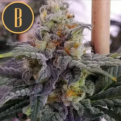 Chemdog #4 (9 Seed) | W.G.F.T Online