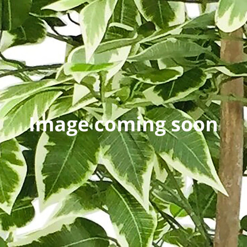120cm Artificial Ficus Variegated Tree (AR8) | Cedric Hall