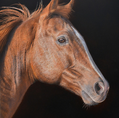 Sam Dolman Art | animal paintings